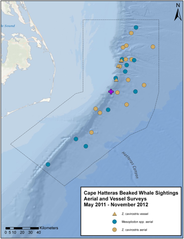 Satellite Tagging Records of Deep Divers off Cape Hatteras, North ...